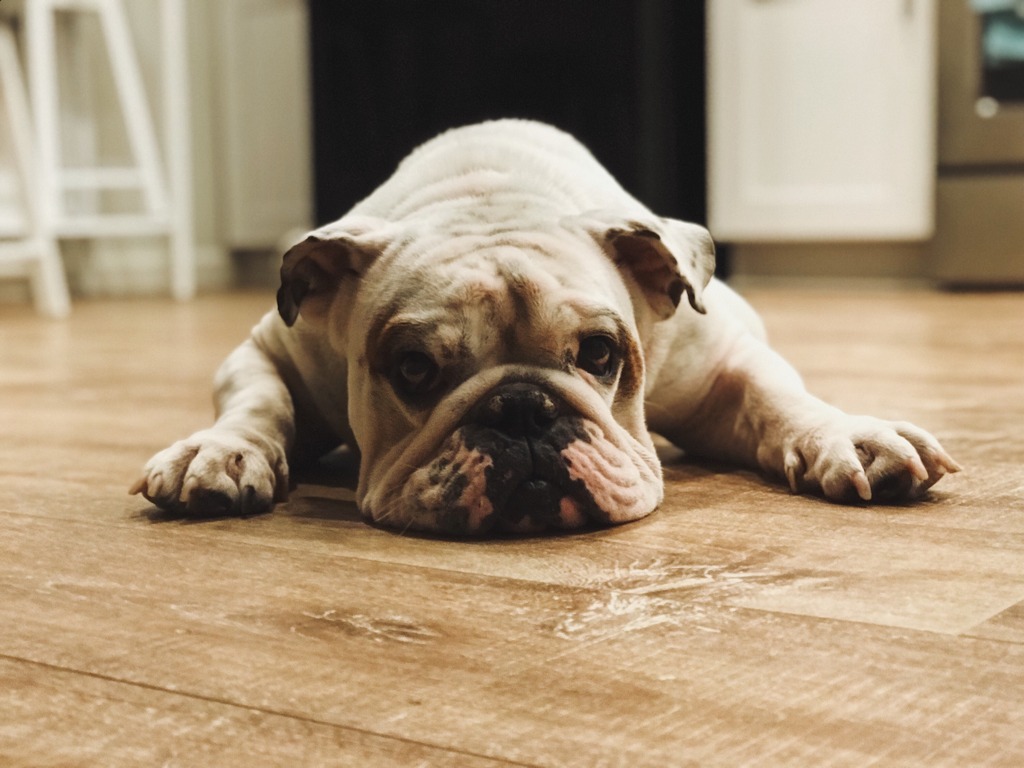 Nyomott nózik nyomában I. rész - Angol bulldog fajtaismertető - Kutyulva