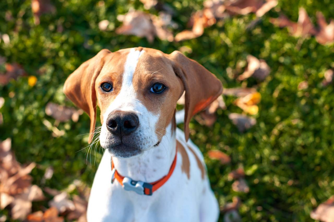 Az angol pointer tudja, hogy mit akar! - Kutyulva