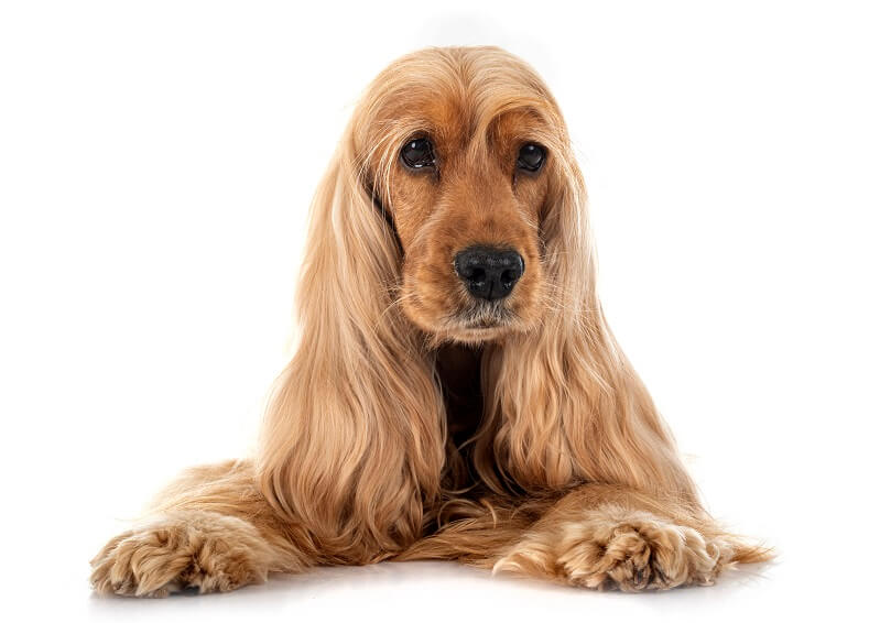 Az angol cocker spániel olykor csibészesen bájos, máskor meg bájosan ...